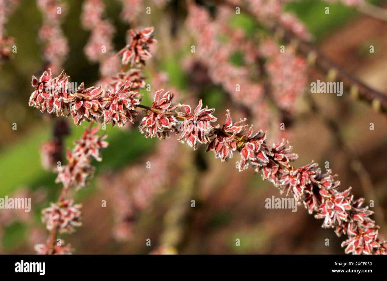 Cherry-bark Elm or Marn Elm, Ulmus villosa, Ulmaceae. Kashmir, India ...