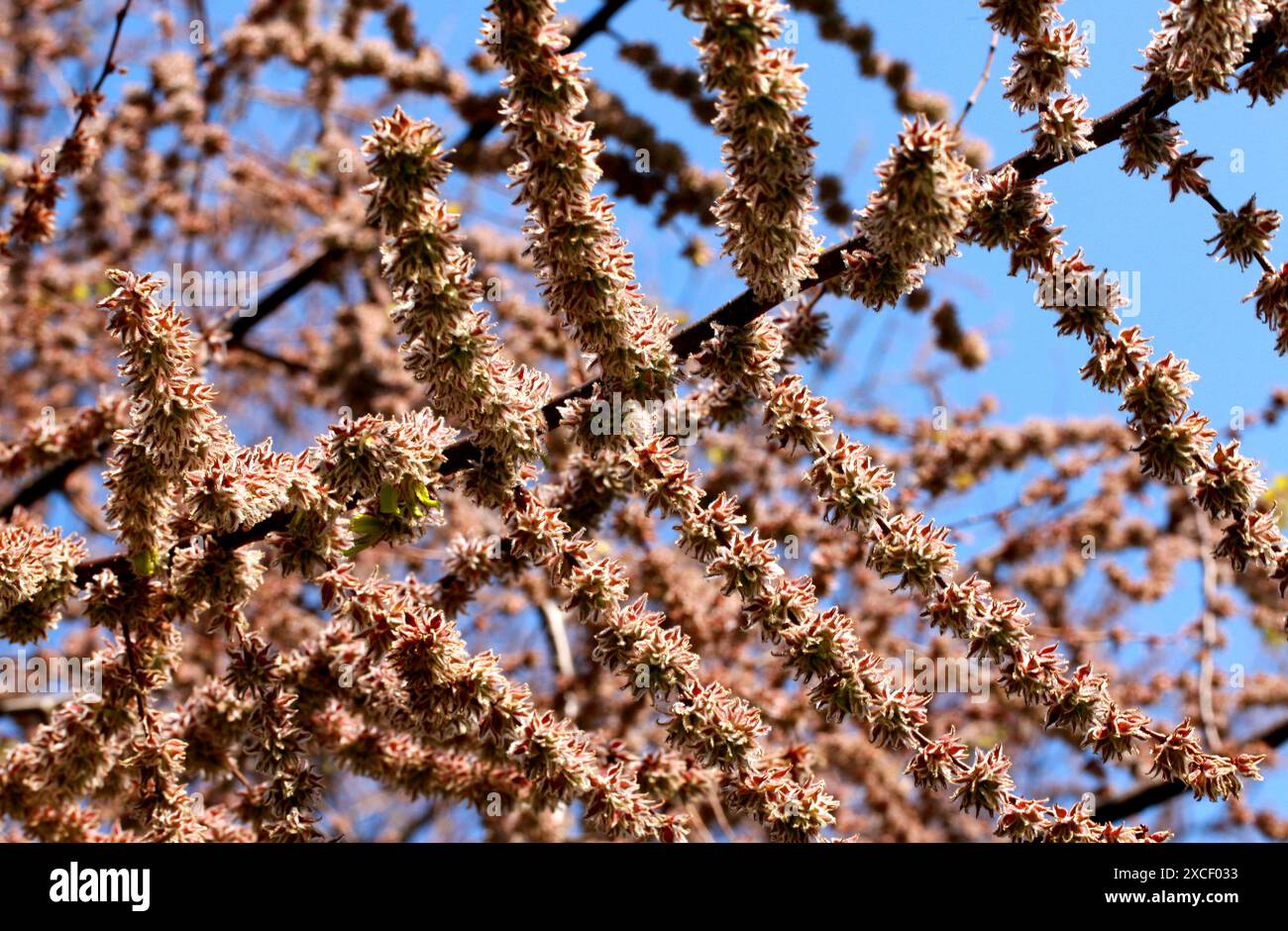 Cherry-bark Elm or Marn Elm, Ulmus villosa, Ulmaceae. Kashmir, India ...