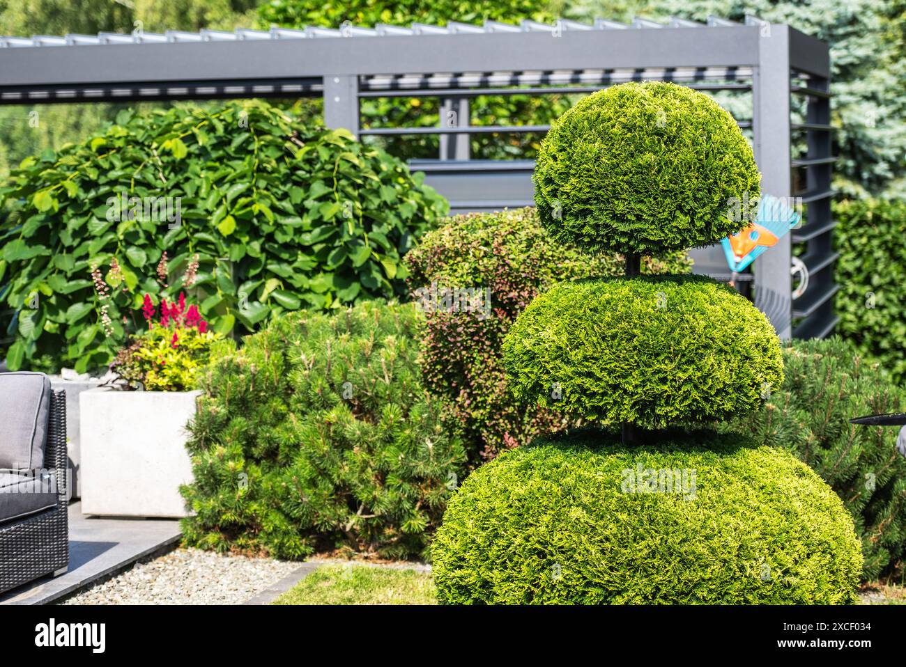 In a tidy backyard garden, a perfectly pruned evergreen bush towers ...