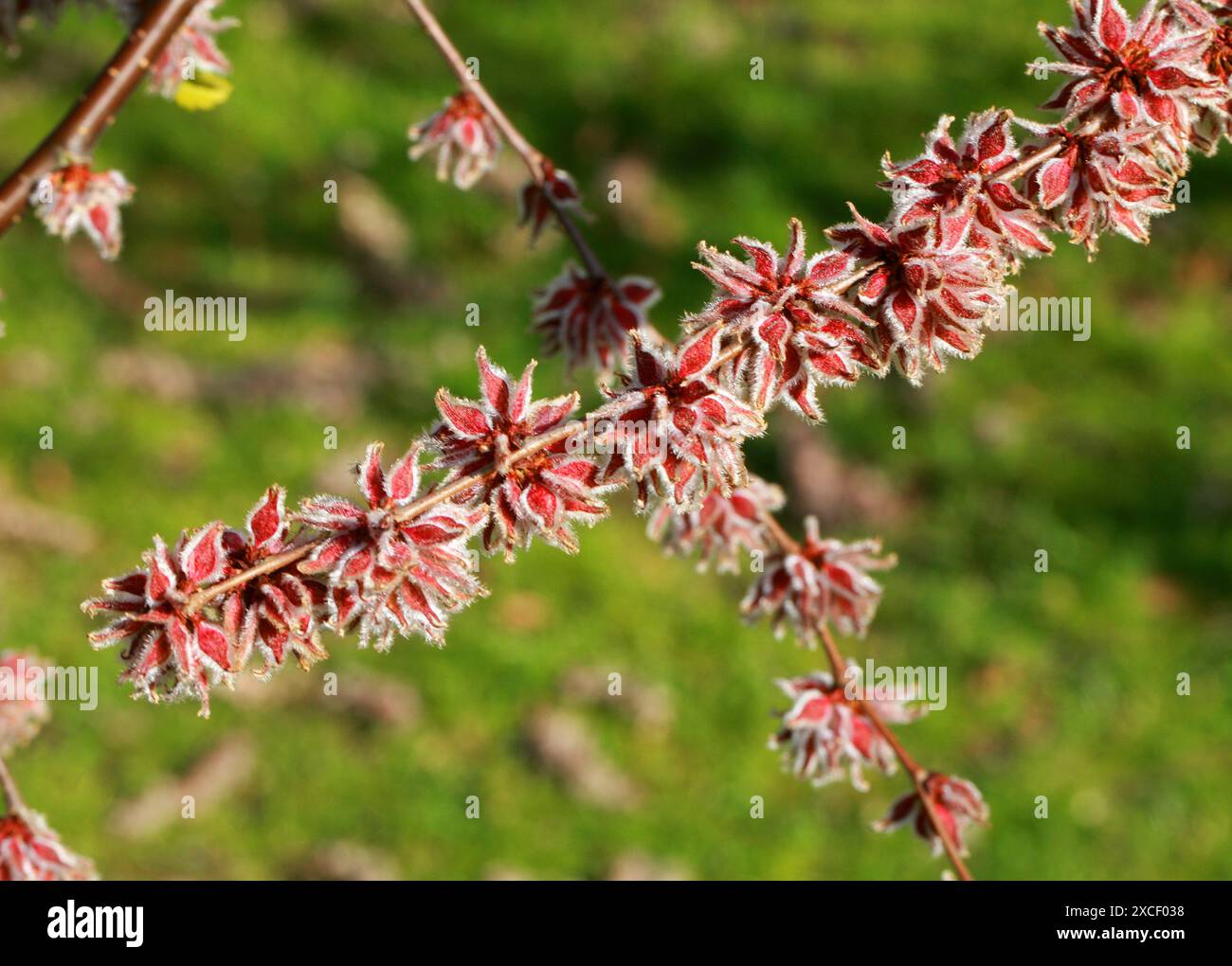 Cherry-bark Elm or Marn Elm, Ulmus villosa, Ulmaceae. Kashmir, India ...