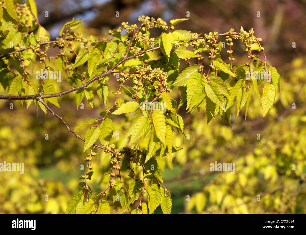 Japanese Zelkova, Japanese Elm, Keyaki, or Keaki, Zelkova serrata ...