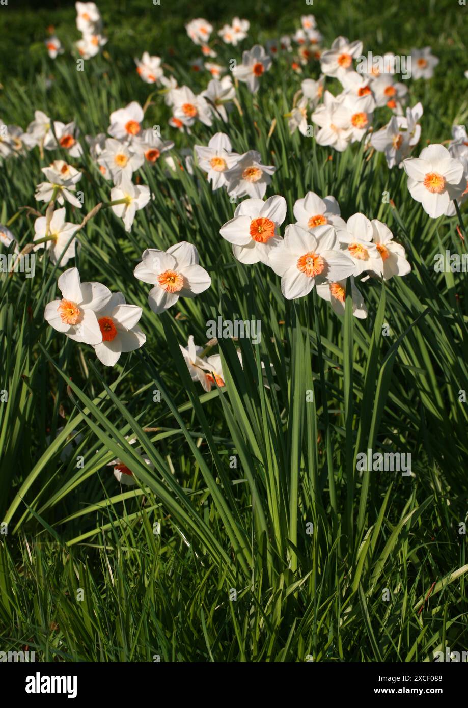 Paperwhite, Bunch-flowered Narcissus, Bunch-flowered Daffodil, Chinese ...