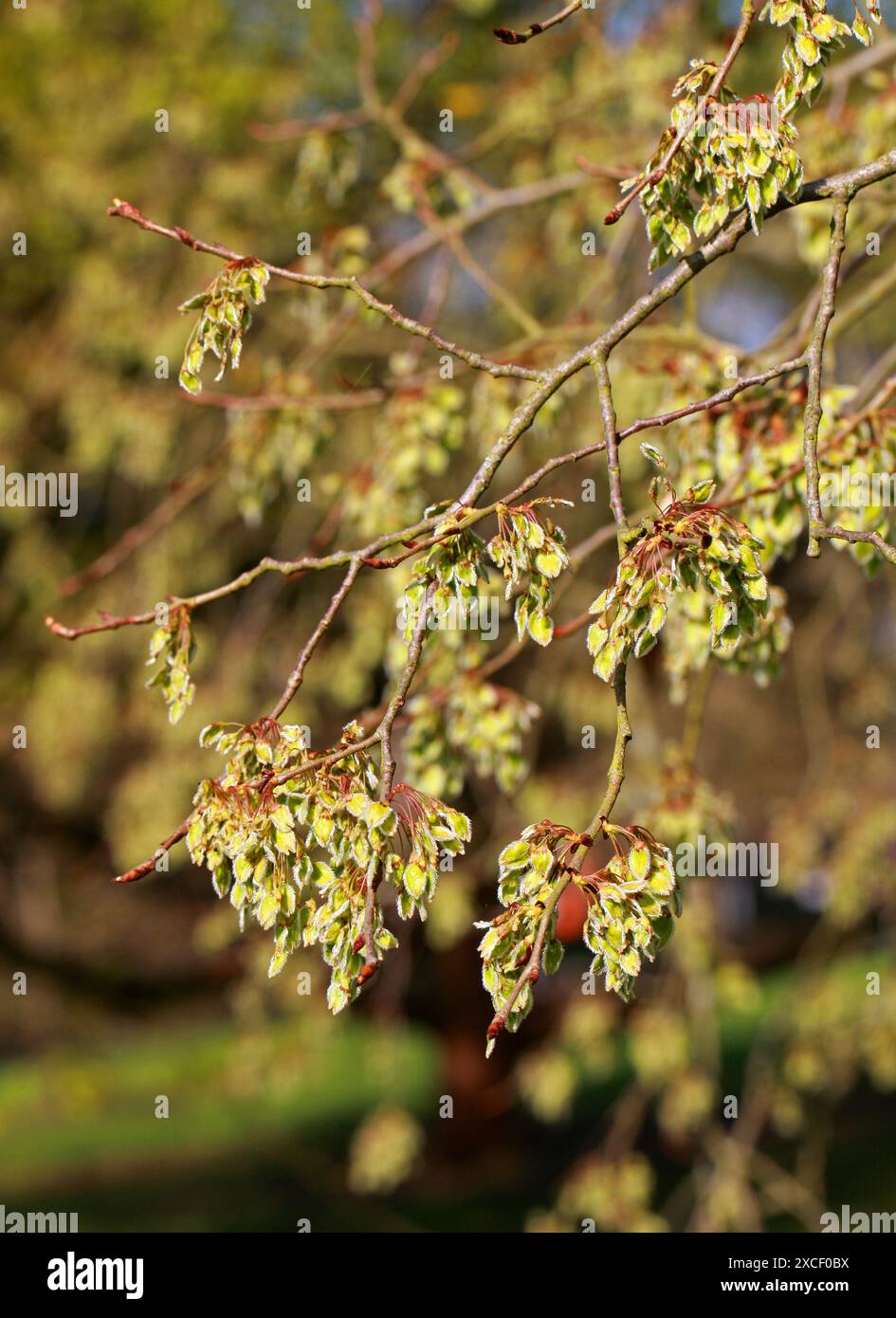 European White Elm, Fluttering Elm, Spreading Elm, Stately Elm and, in ...
