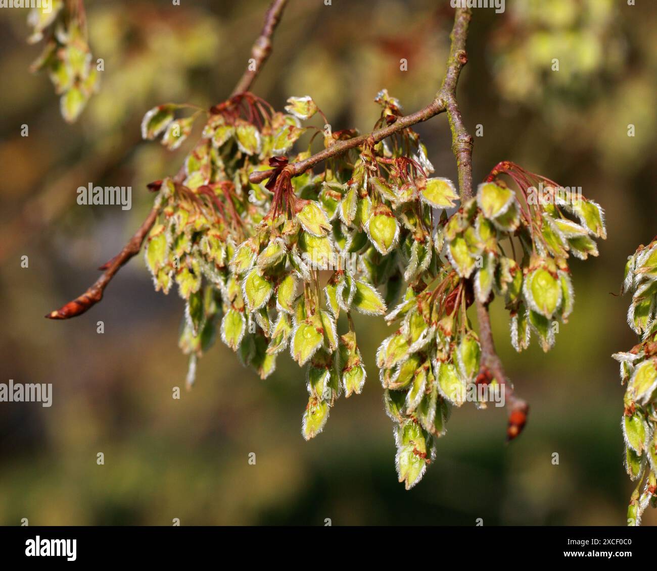 European White Elm, Fluttering Elm, Spreading Elm, Stately Elm and, in ...