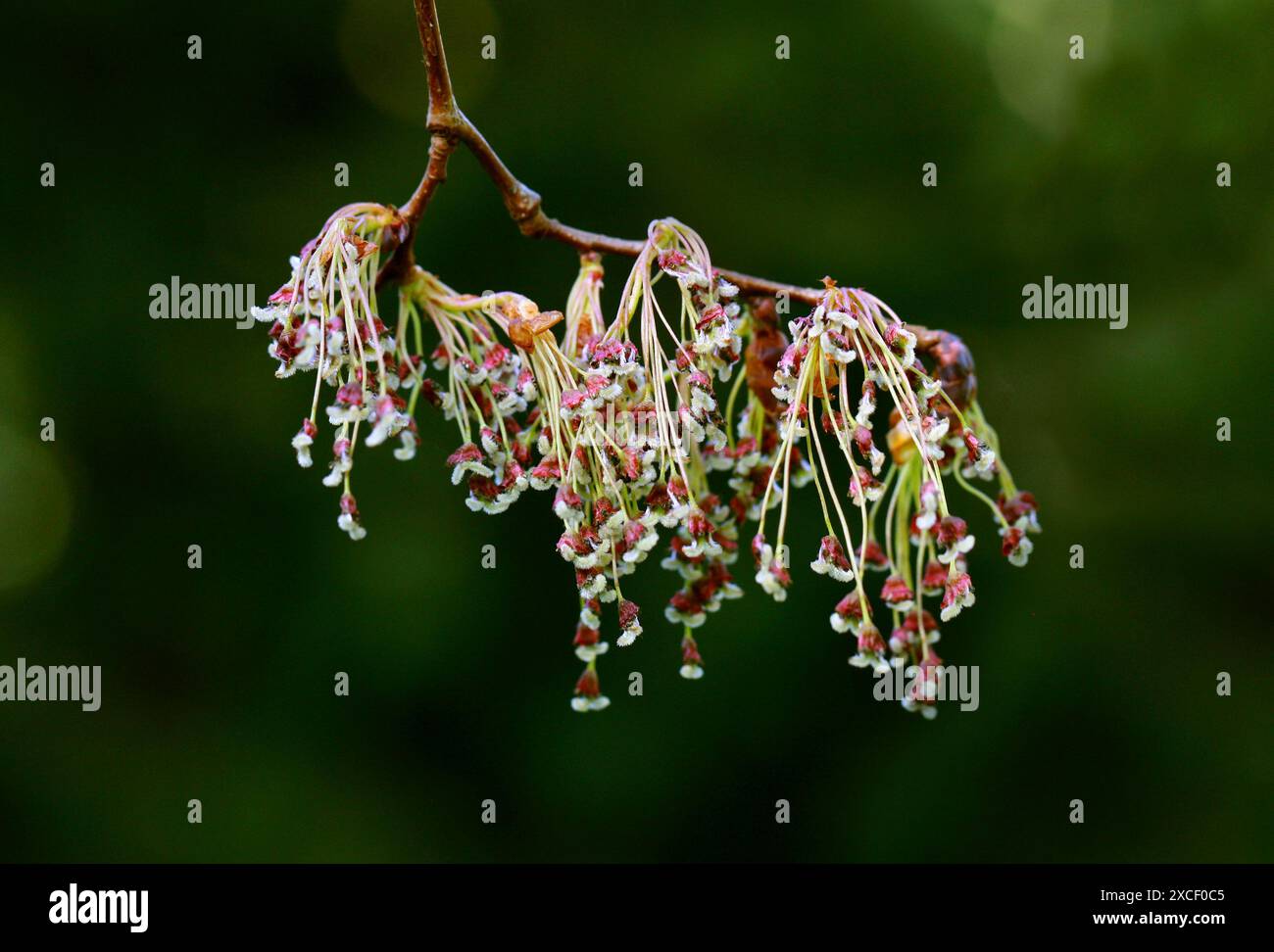 Branch elm ulmus tree flowers hi-res stock photography and images - Alamy