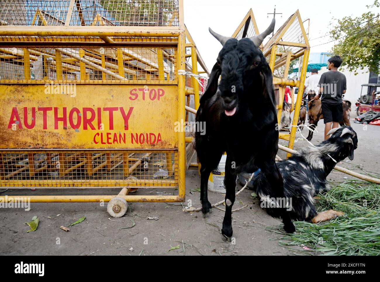 NOIDA, INDIA - JUNE 16: Goats on sale on the eve of Eid al-Adha at ...