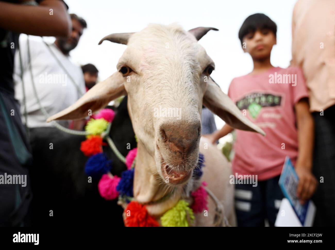 NOIDA, INDIA - JUNE 16: Goats on sale on the eve of Eid al-Adha at ...