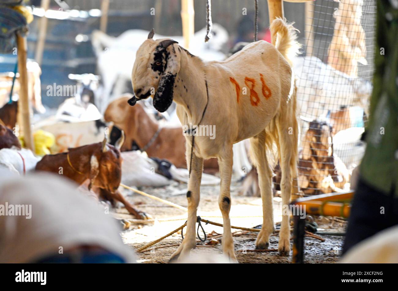 NEW DELHI, INDIA - JUNE 16: Goats sell on the eve of Eid- AL- Adha ...