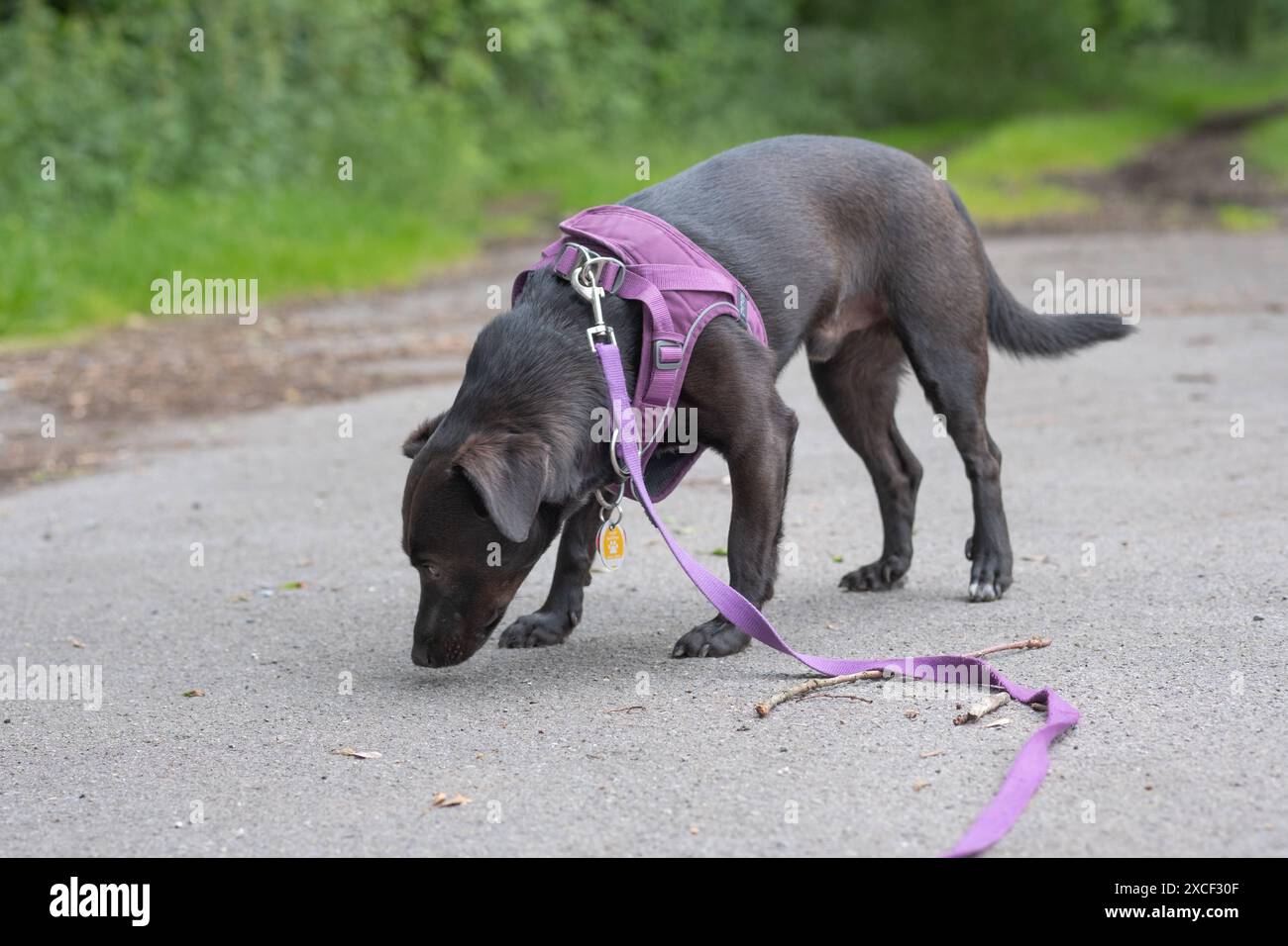 Ein kleiner schwarzer Terrier in Aachen am 15. Juni 2024. GERMANY ...