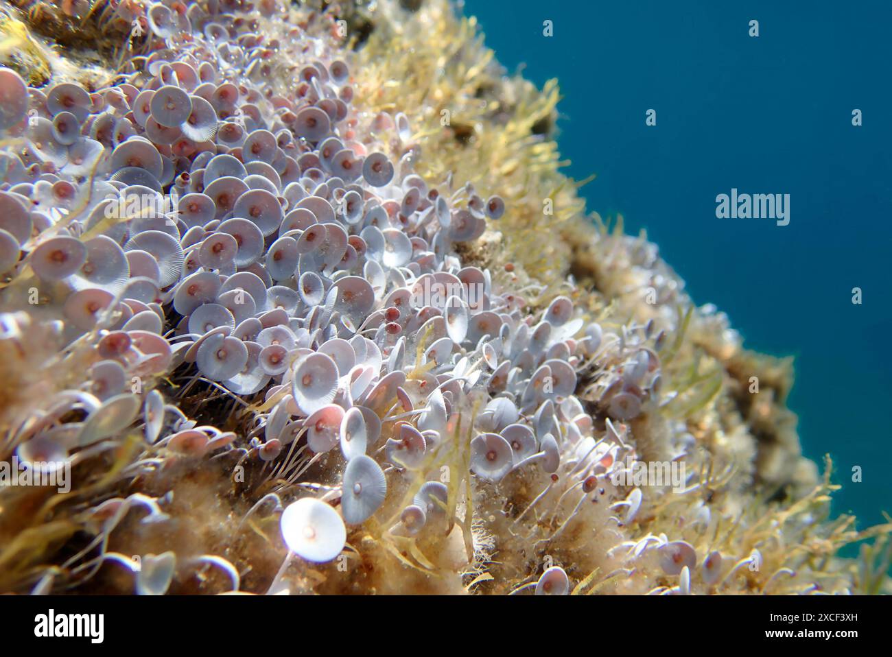 Acetabularia mediterranea - The Mediterranean sea algae Stock Photo - Alamy