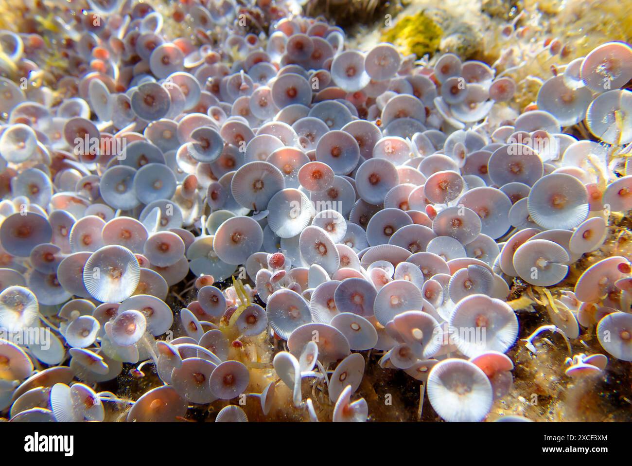 Acetabularia mediterranea - The Mediterranean sea algae Stock Photo - Alamy