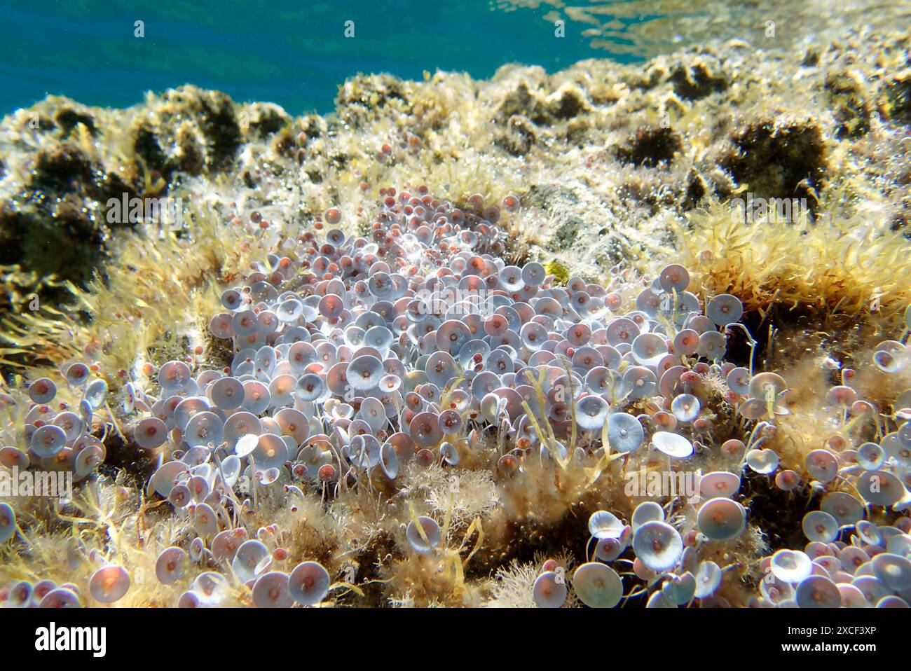 Acetabularia acetabulum hi-res stock photography and images - Alamy