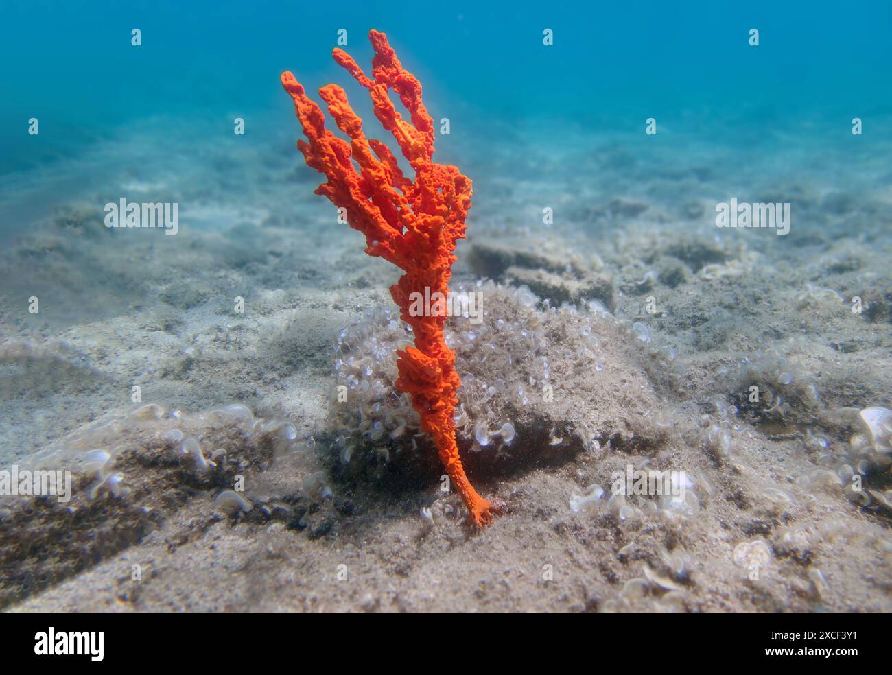 Axinella hi-res stock photography and images - Alamy