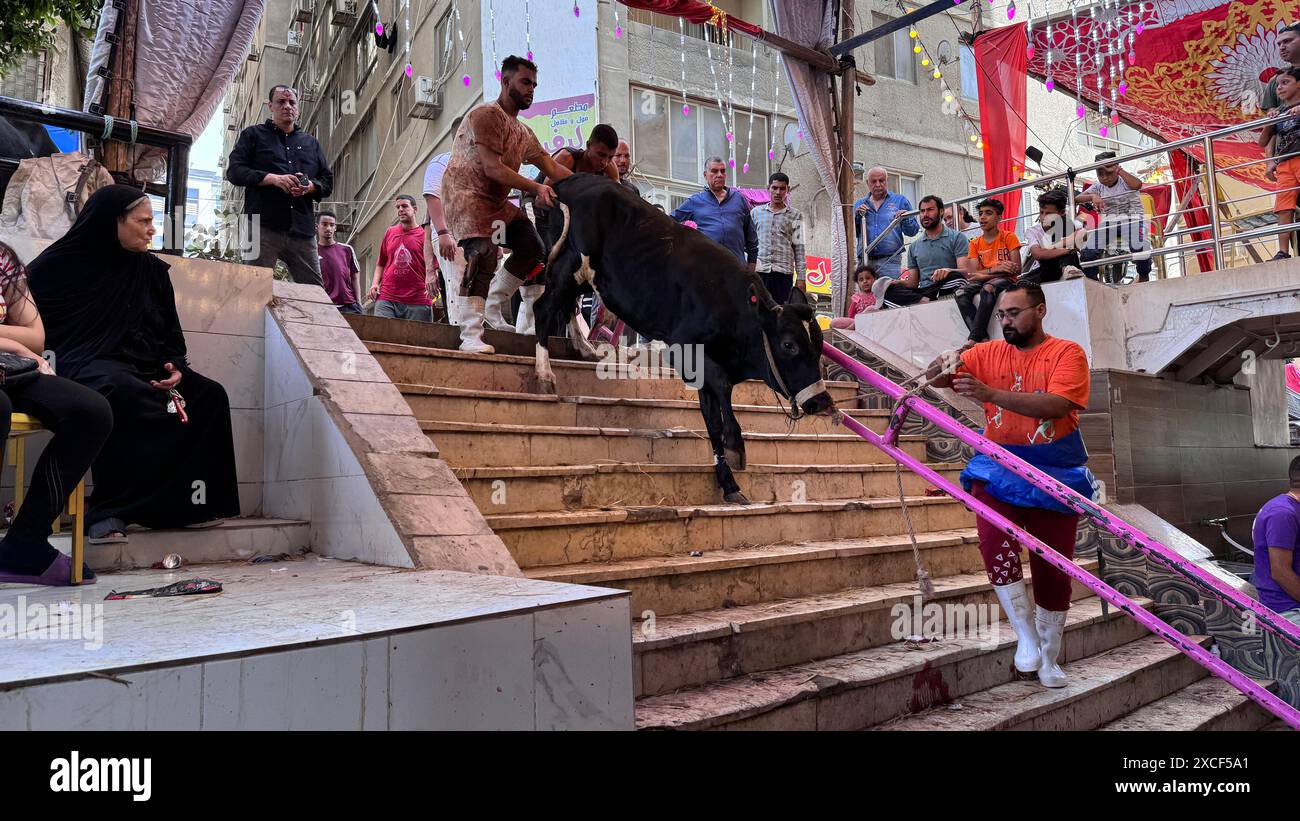 Cairo, Egypt. 16th June, 2024. Egyptian men man pulls a Cow, The first ...
