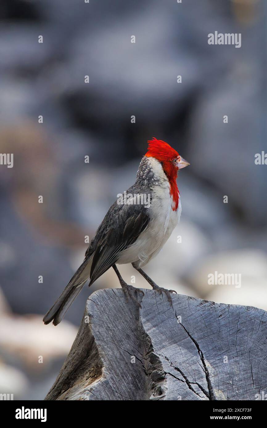 Side view of a brilliant redheaded cardinal Stock Photo - Alamy