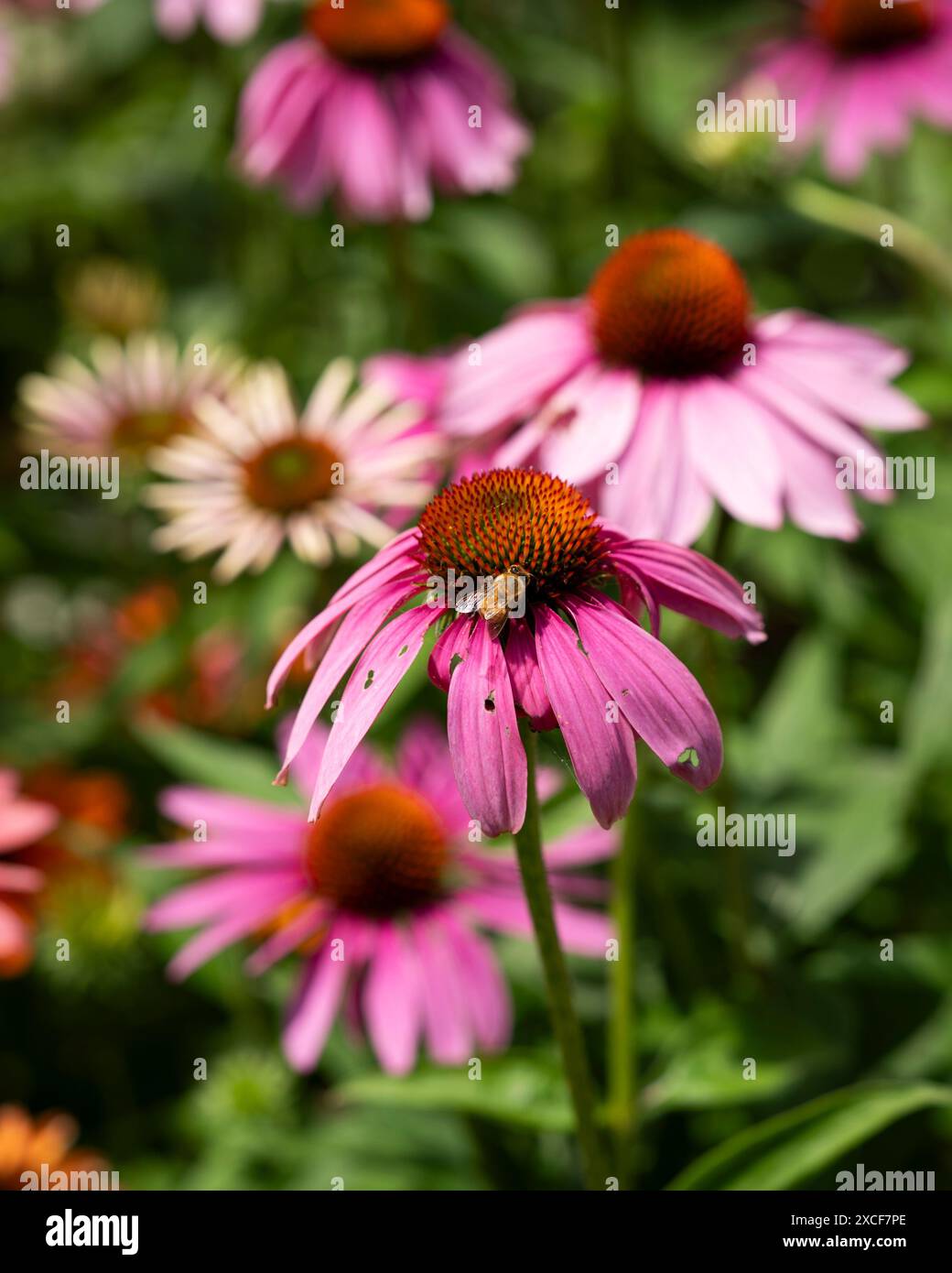 Pink cone flower (echinacea) with a honey bee on one of the flowers ...