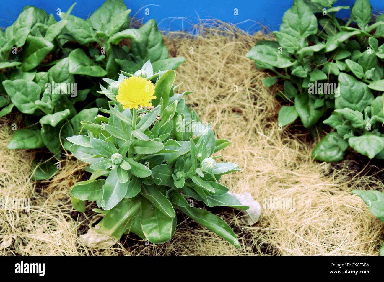 New Zealand spinach vegetable plant and calendula medicinal plant with ...