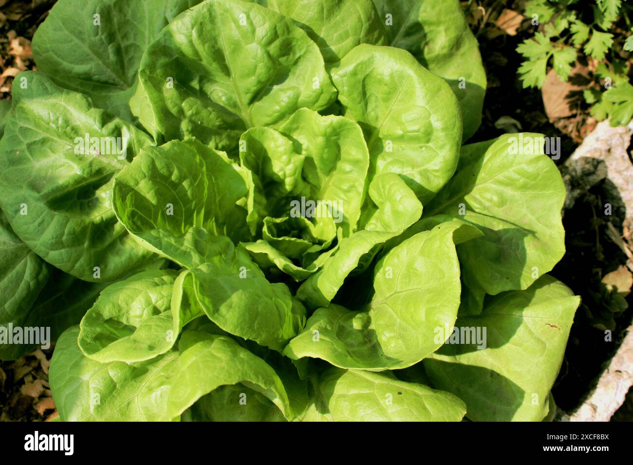 Smooth Lettuce or Butter Lettuce, Lactuca sativa var. capitata ...