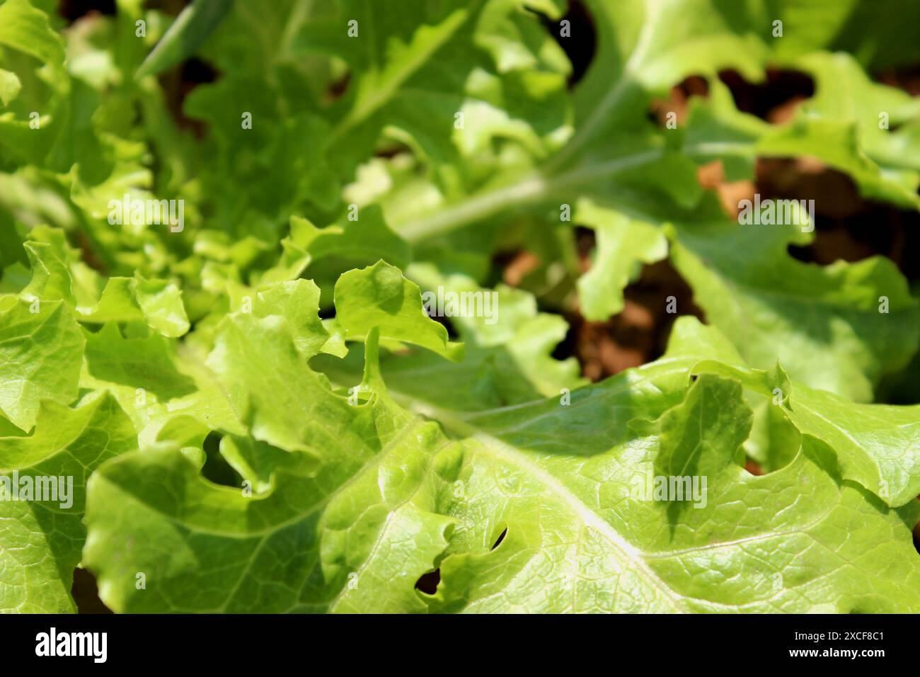 Close-up and perspective view of the leaves of a mimosa lettuce ...