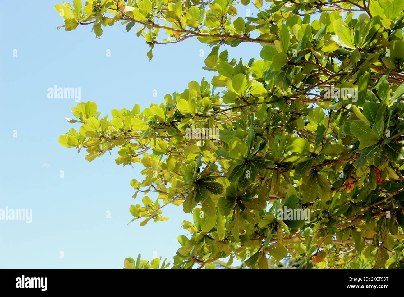 Branches and green leaves on the treetop of a Terminalia Catappa tree ...