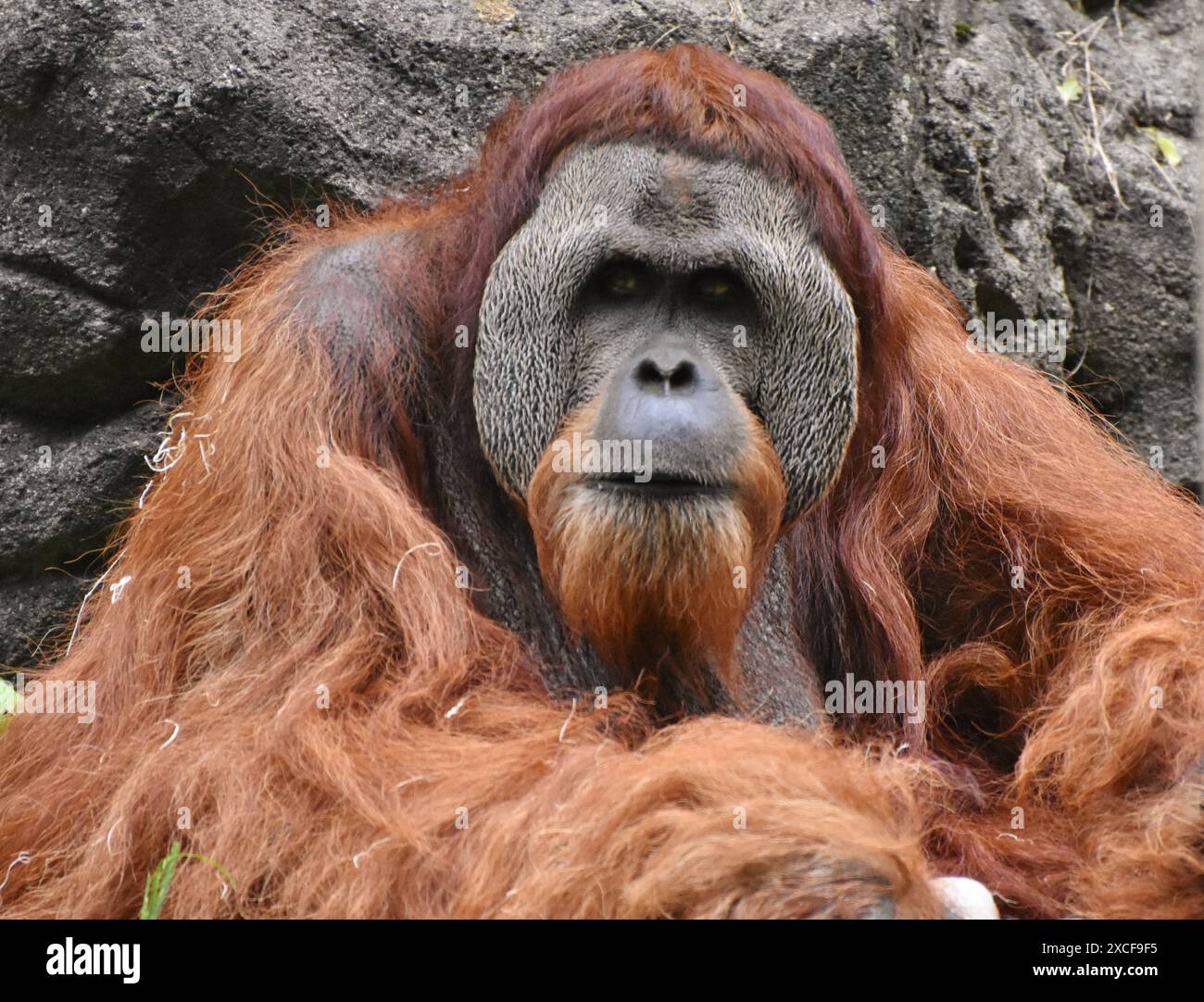 A Sumatran Orangutan (Pongo pygmaeus), which is native to the jungles ...