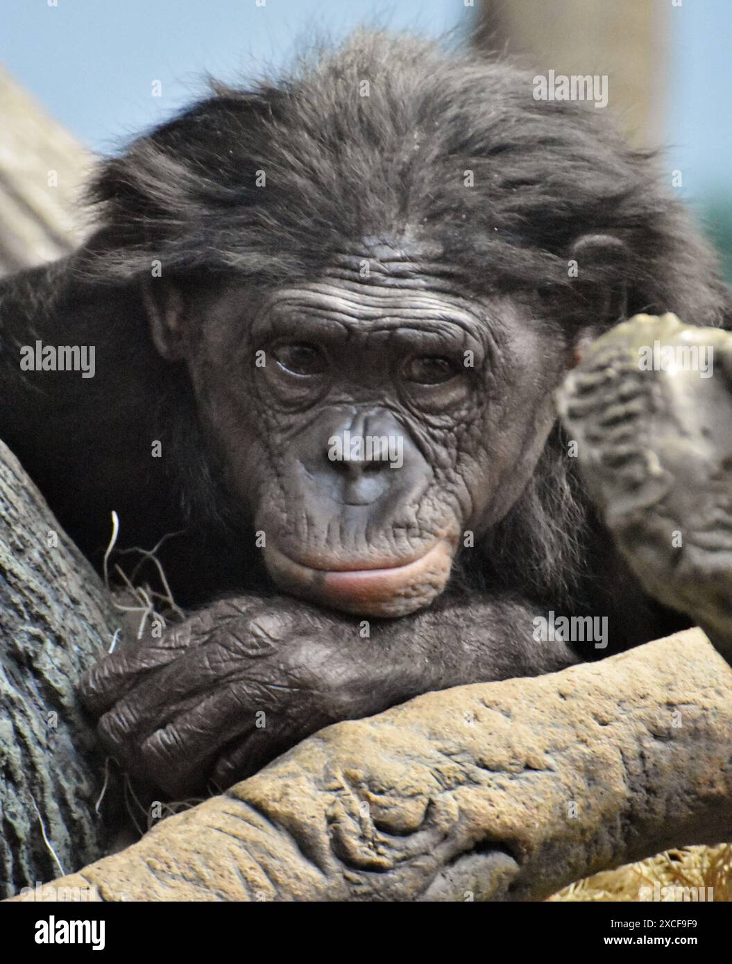 Face of a chimpanzee (Pan troglodytes) looking sad Stock Photo - Alamy