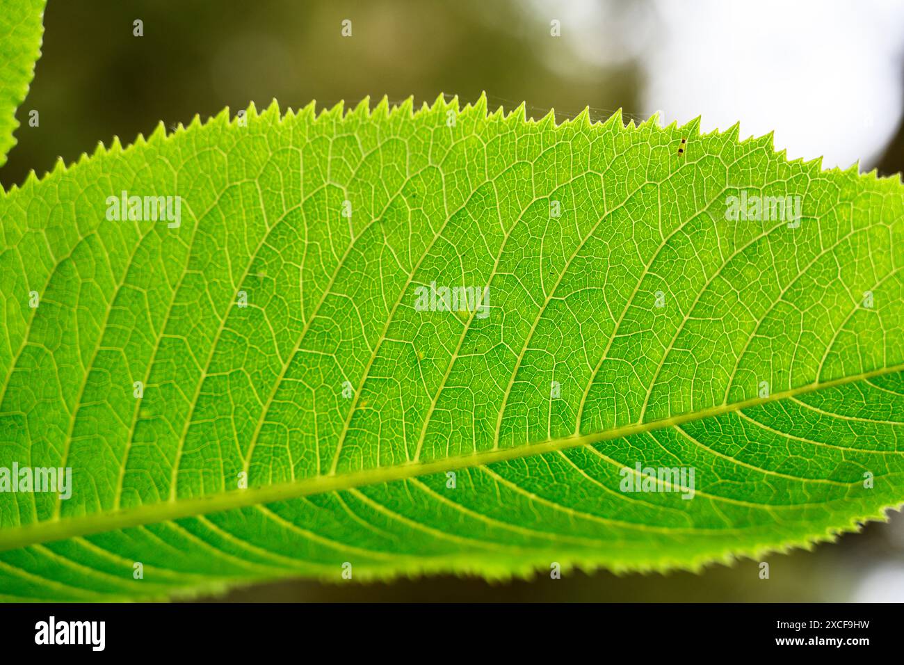 extreme close-up of the leaf of a plant, details of its structure and ...