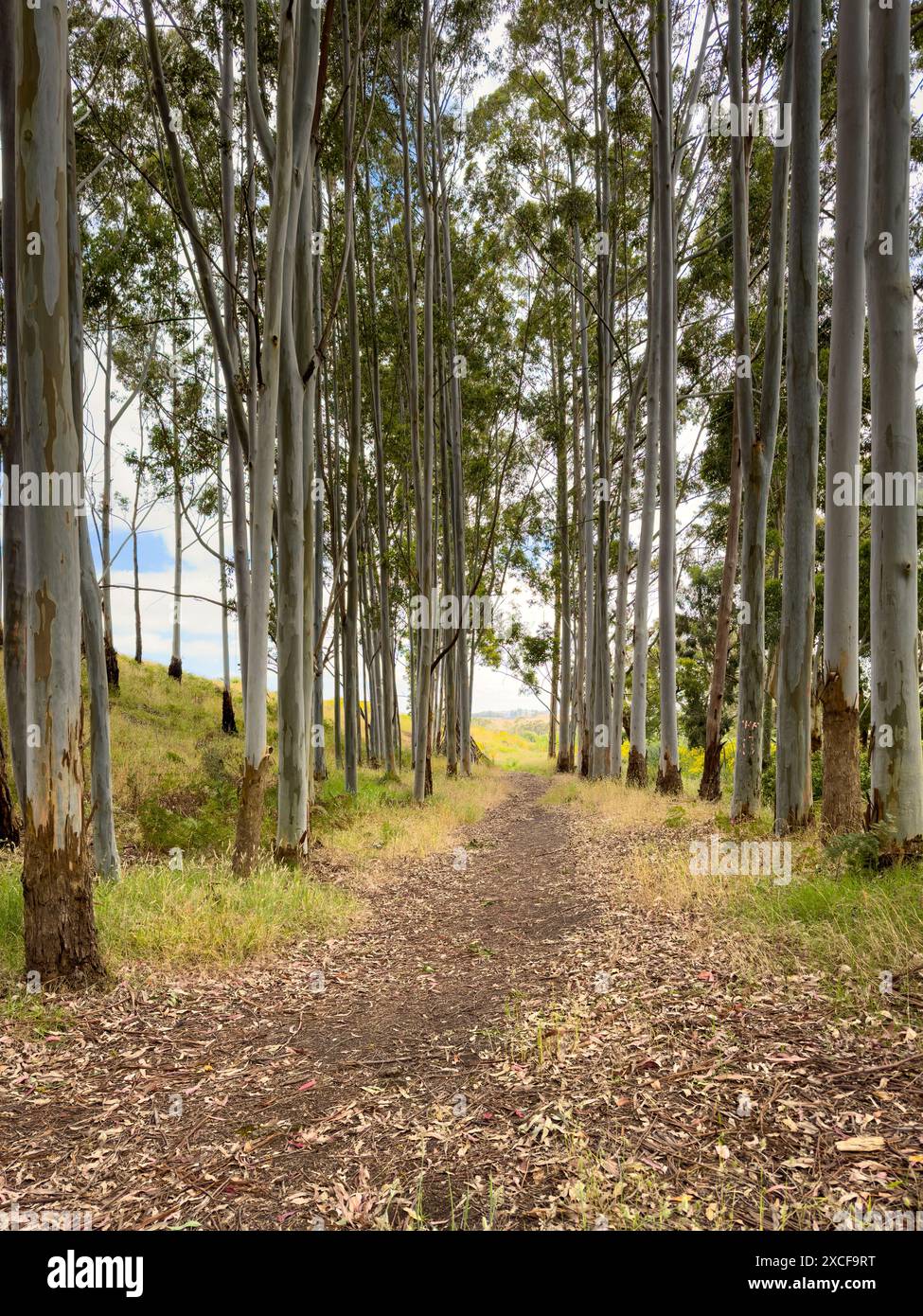 Path through a forest of gum trees in South Australia Stock Photo - Alamy