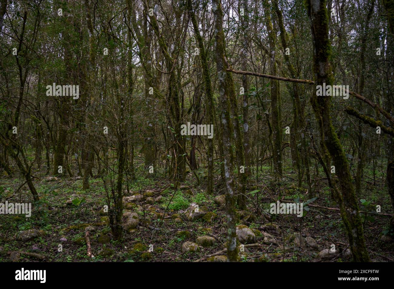 Preserved plant species hi-res stock photography and images - Alamy