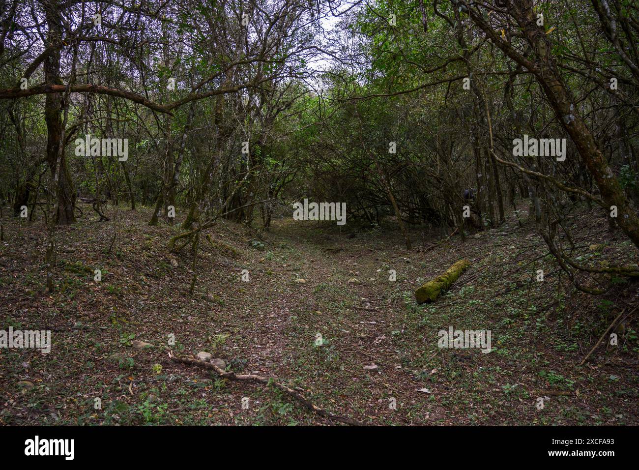 scene of a typical Latin American native forest completely preserved ...