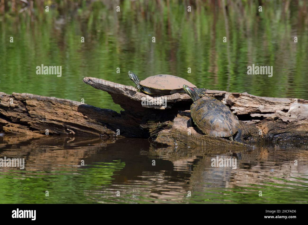 Red-eared slider, Trachemys scripta elegans, and Eastern River Cooter ...