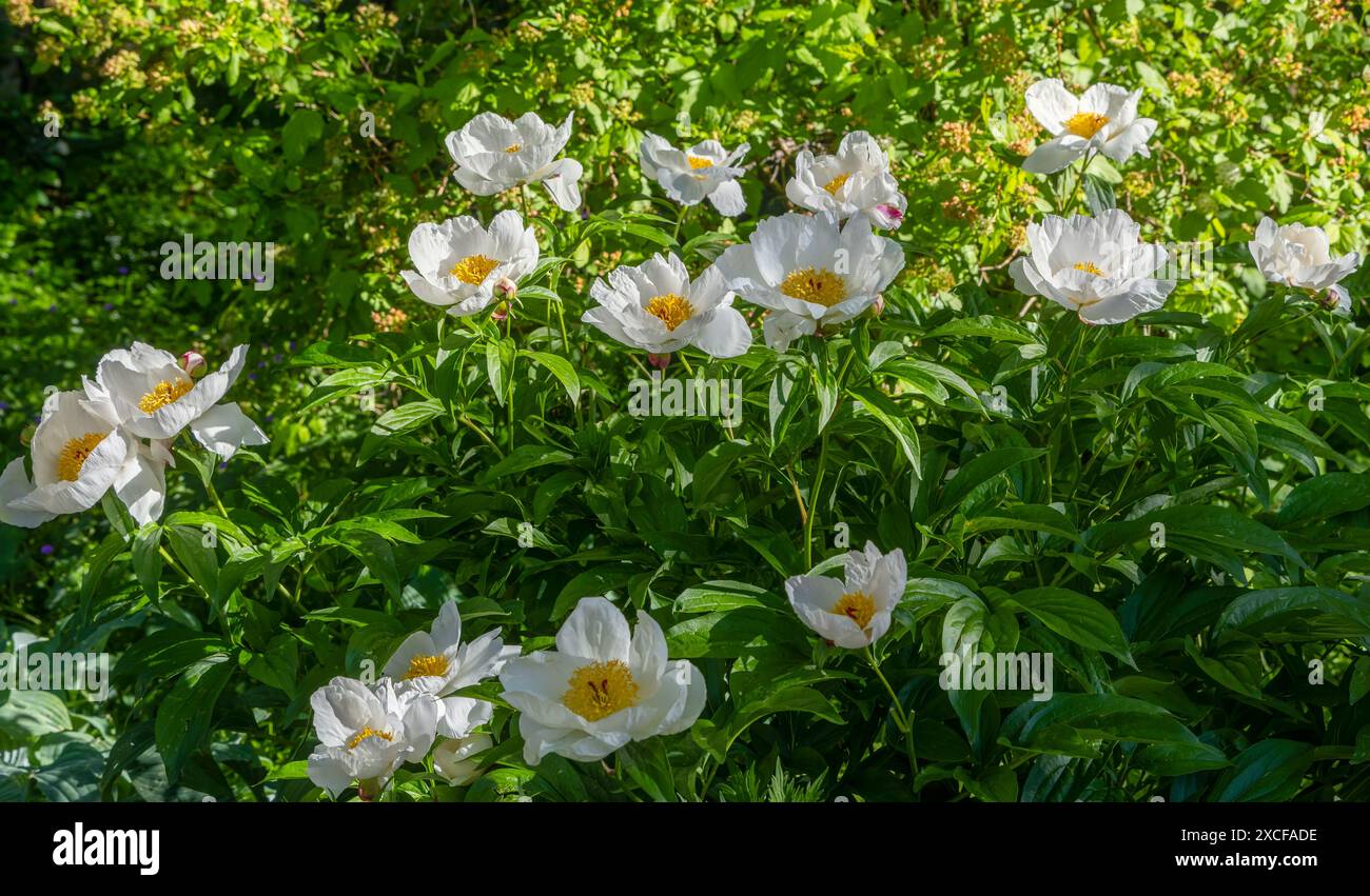 Cora Louise Itoh Peony blooming in a garden Stock Photo - Alamy