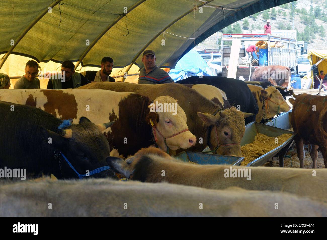 (240617) -- ANKARA, June 17, 2024 (Xinhua) -- People buy cattle at a ...