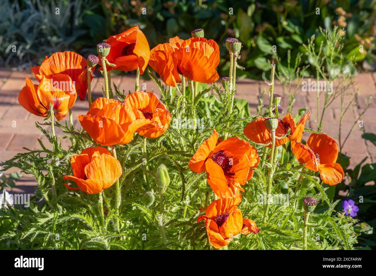 Poppies bloom in downtown hi-res stock photography and images - Alamy