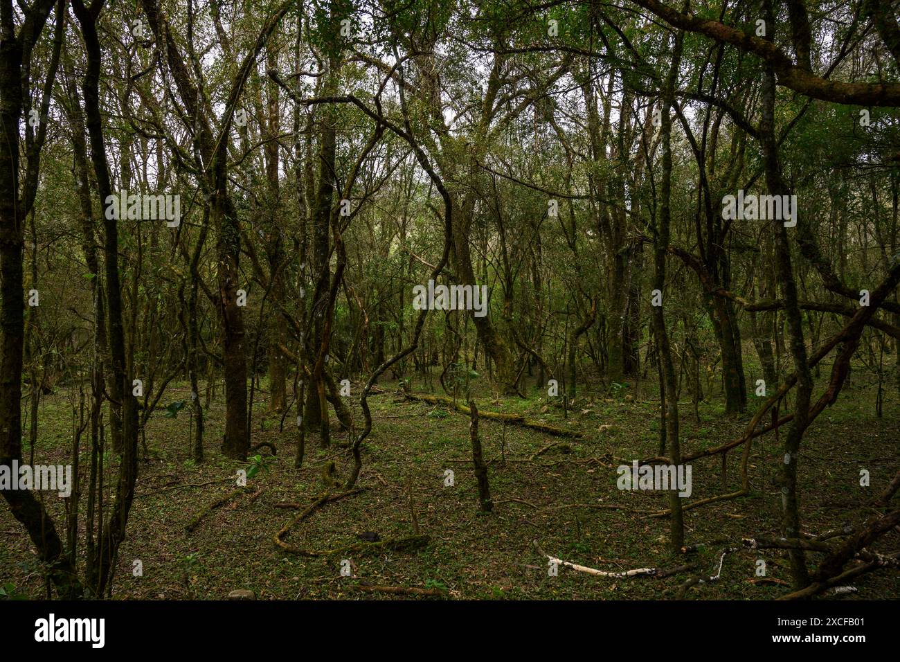 scene of a typical Latin American native forest completely preserved ...
