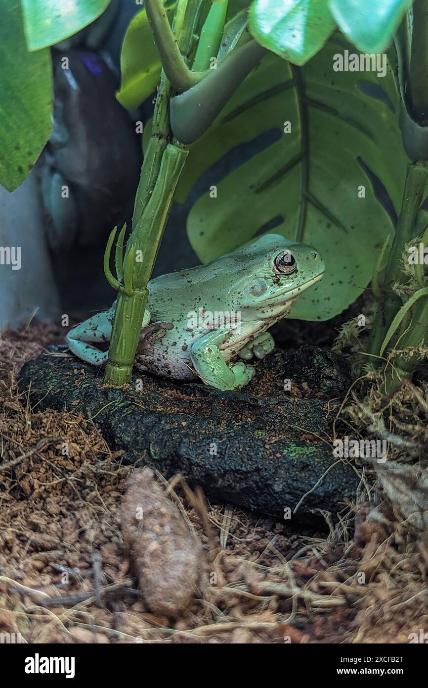 A green tree frog sheltering under plant leaves Stock Photo - Alamy