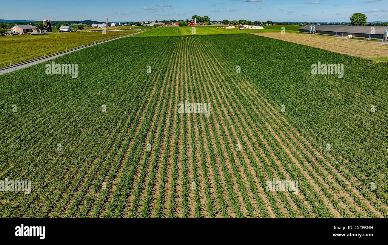 Aerial View Of Vast Green Farmland With Neatly Planted Crops In ...