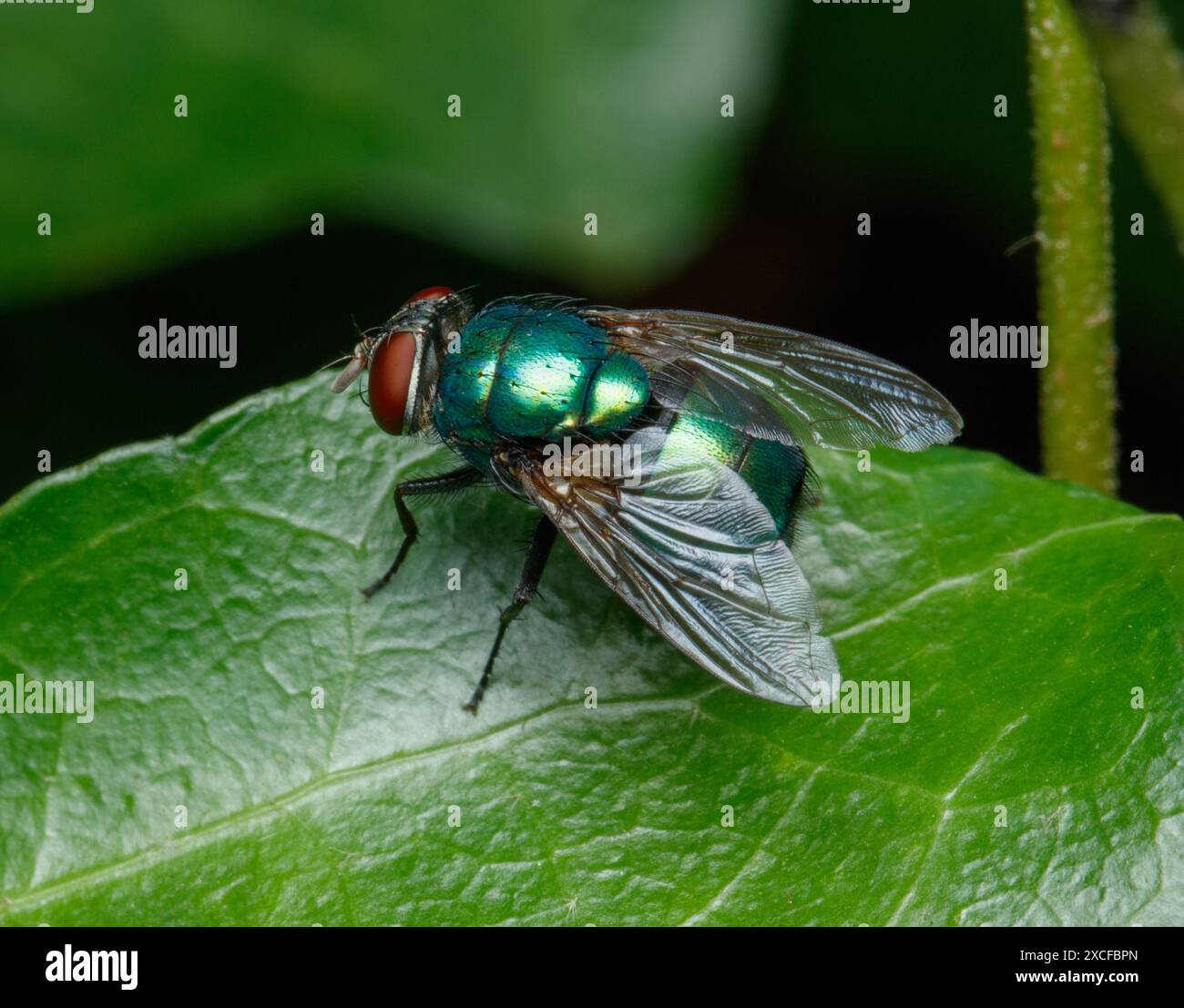 A metallic Blue-green Bottle Fly, Lucilia coeruleiviridis, rests on a ...