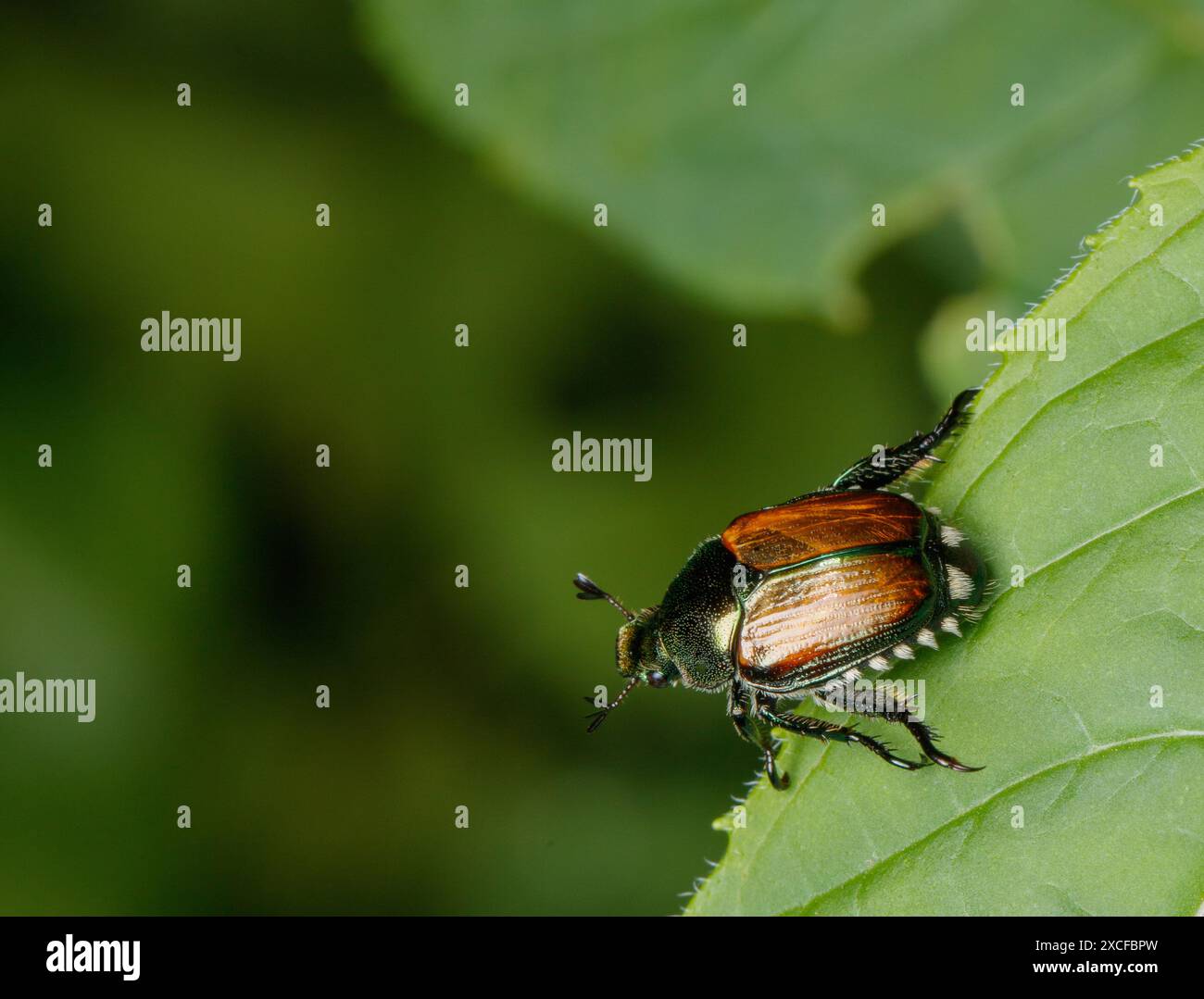 A Japanese beetle, Popillia japonica, with a shiny, metallic shell sits ...