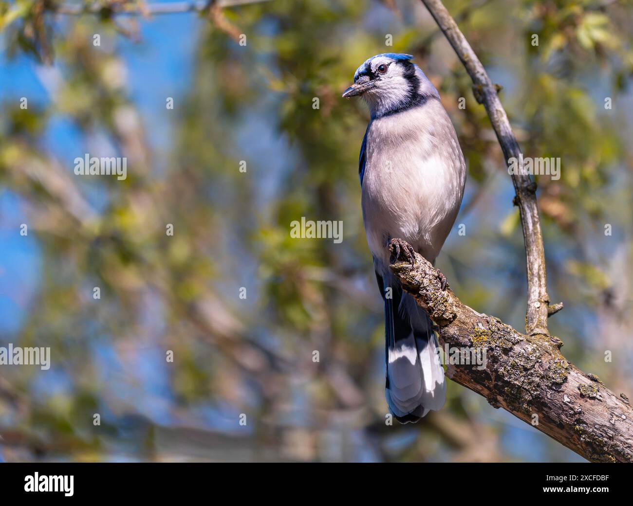 North american blue jay in tree hi-res stock photography and images - Alamy