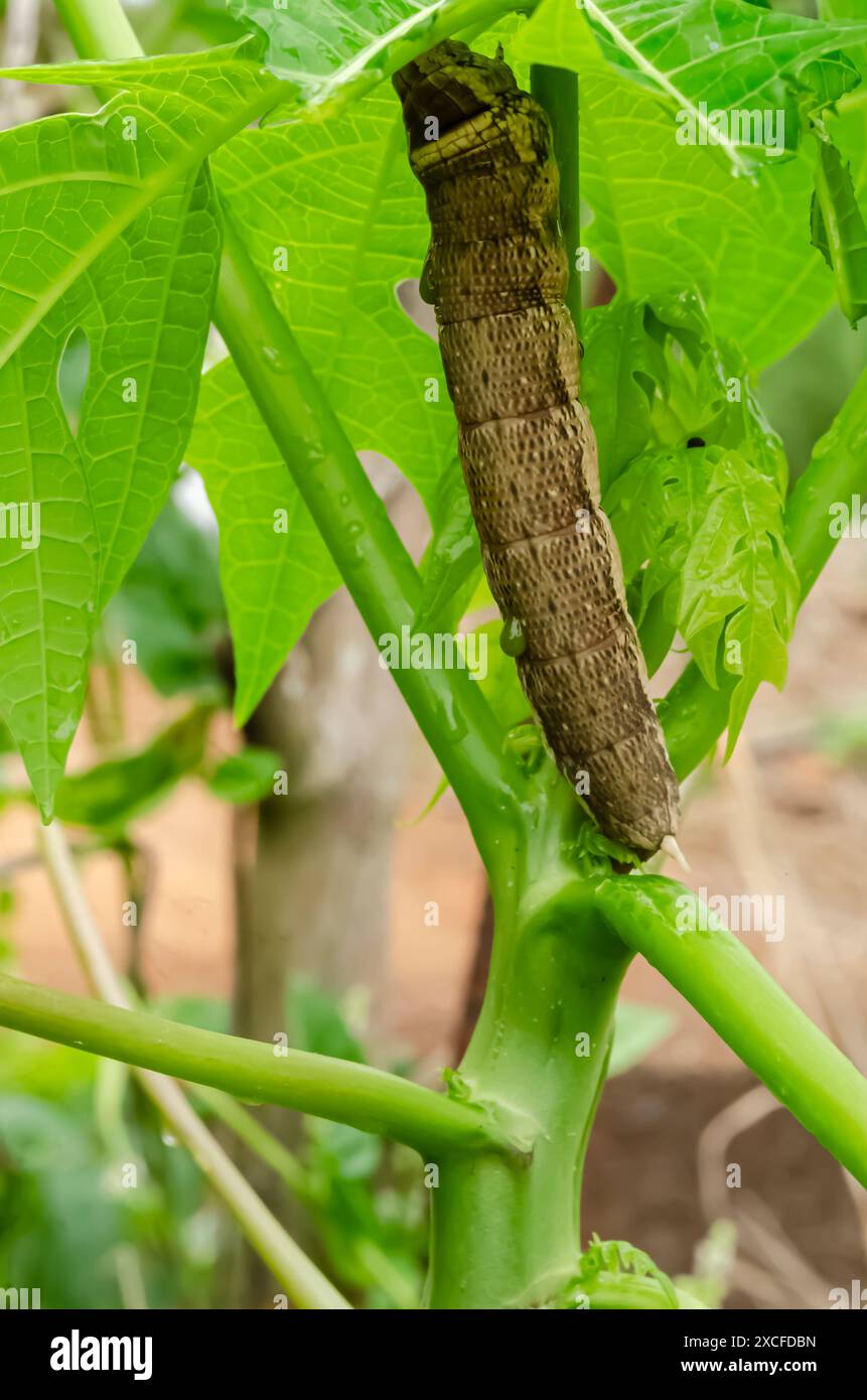 Close up larva sphinx hi-res stock photography and images - Alamy