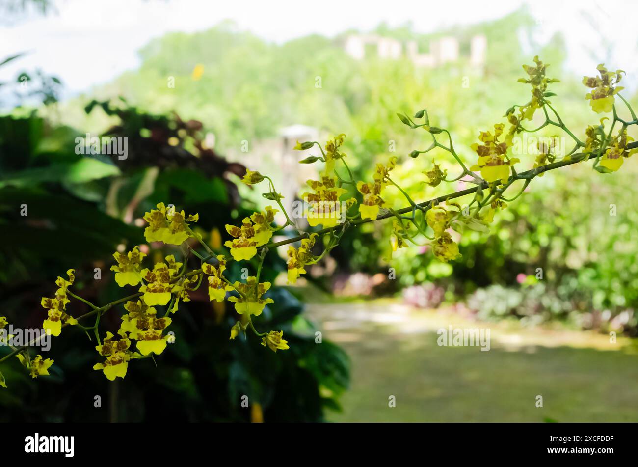 Orchid Flowers On A Stalk Stock Photo - Alamy