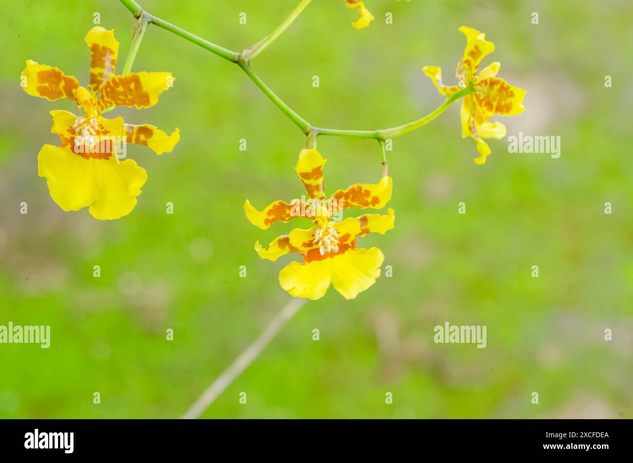 Oncidium orchid oncidium sphacelatum hi-res stock photography and ...