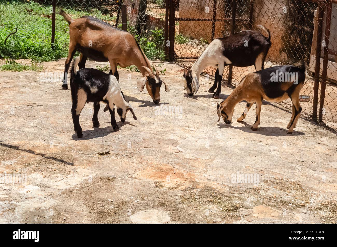 Goats Eating Grains Stock Photo - Alamy