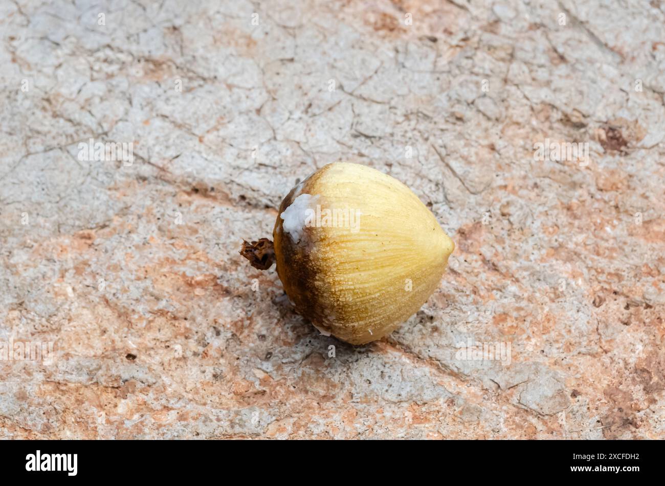 Coconut shoot hi-res stock photography and images - Alamy