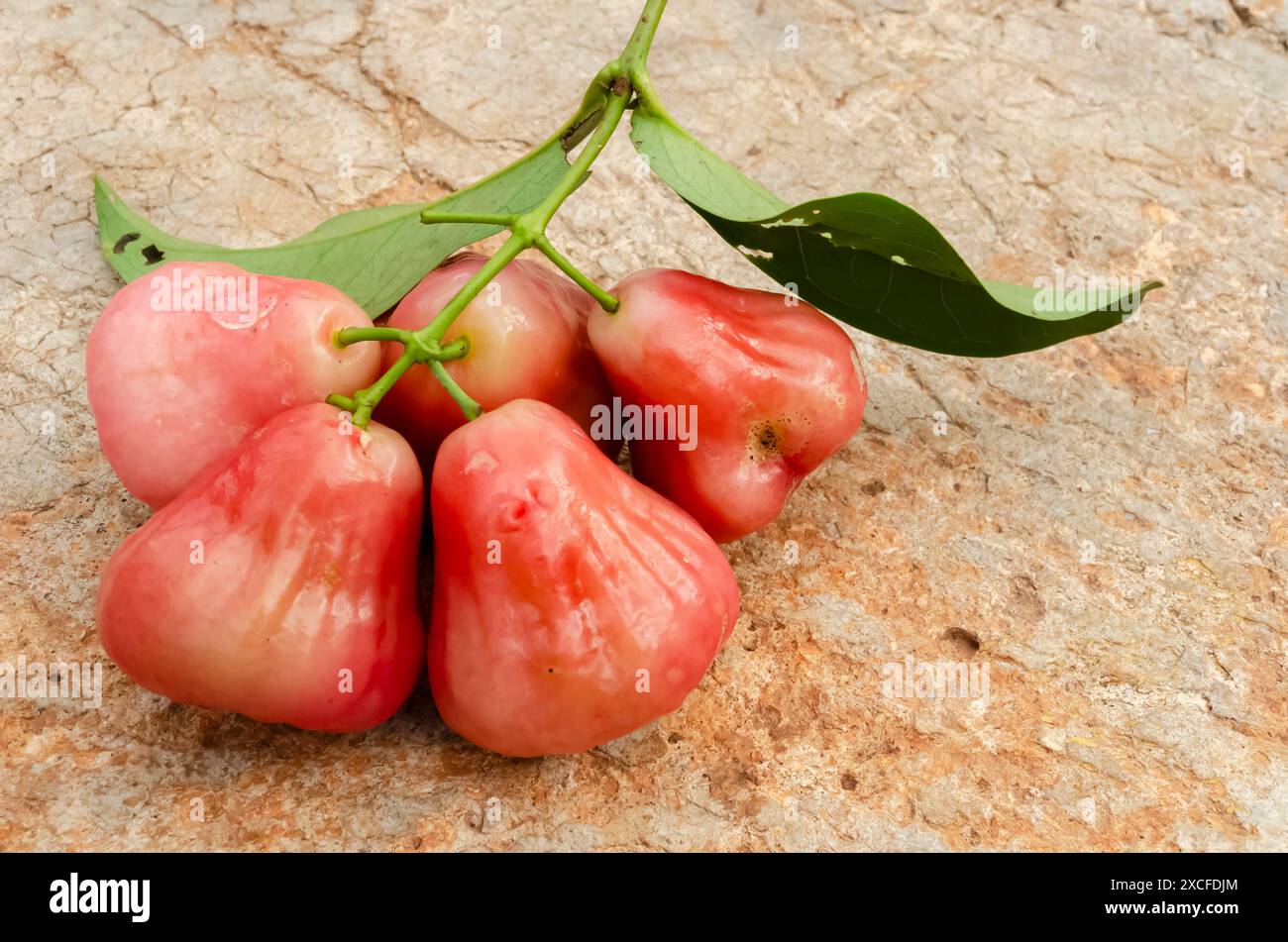 Bell Fruit and Leaves Stock Photo - Alamy