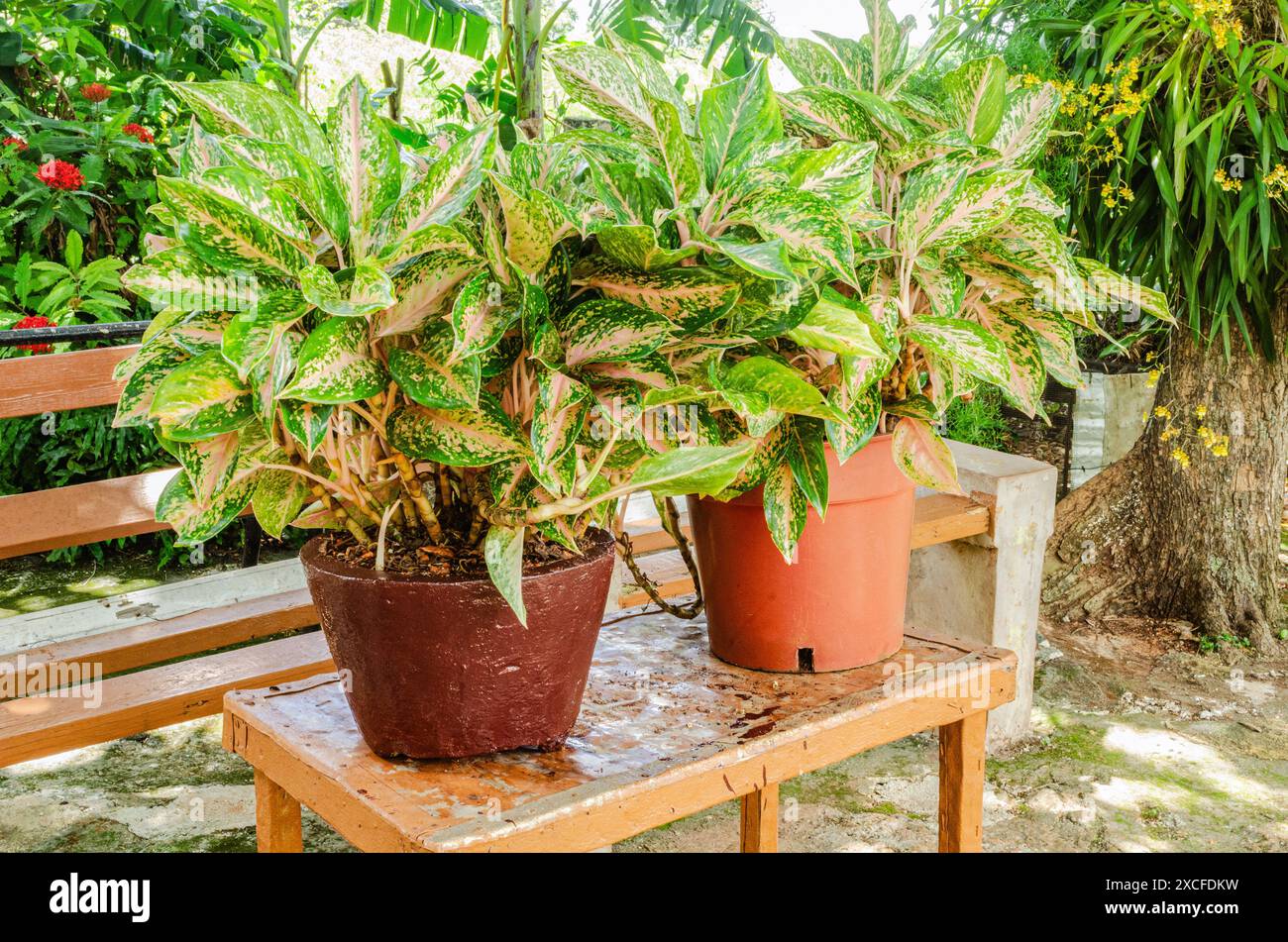 Aglaonema Commutatum Plants Stock Photo - Alamy
