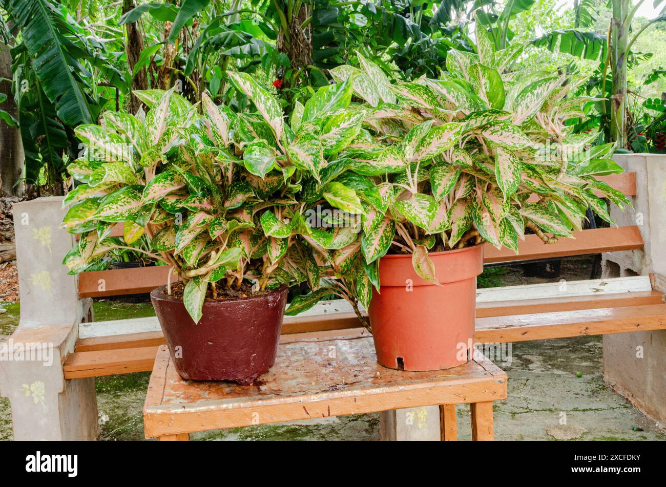 Aglaonema Commutatum Plants Stock Photo - Alamy
