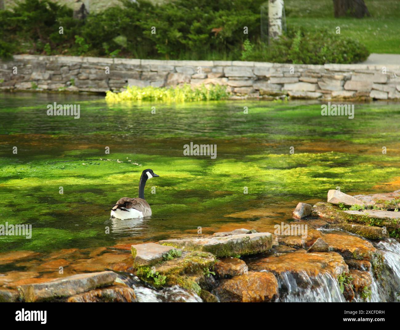 Canada Goose (Branta canadensis) at Giant Springs State Park in Great ...