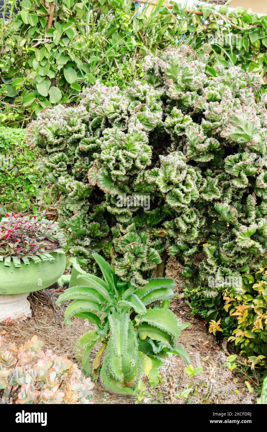 Crested euphorbia plant lactea hi-res stock photography and images - Alamy